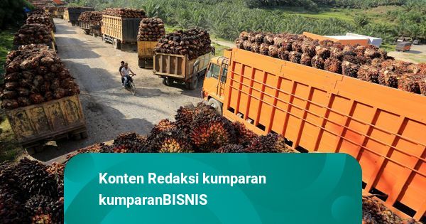 GAPKI Catat Nilai Ekspor CPO Naik Jadi USD 10,81 hingga April 2025 | kumparan.com